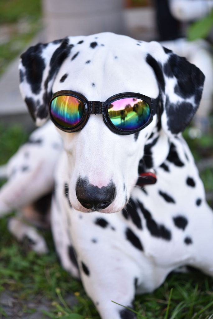 Polarized Dog Sunglasses With UV Protection – Chin Strap, Foldable ...