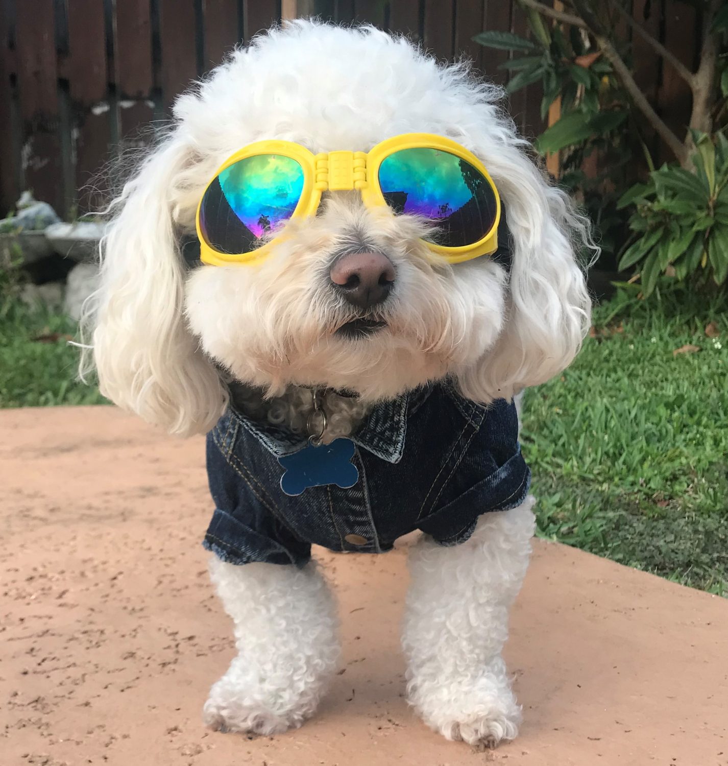 Classic Lightweight Denim Jacket for Small and Some Medium Size Dogs ...