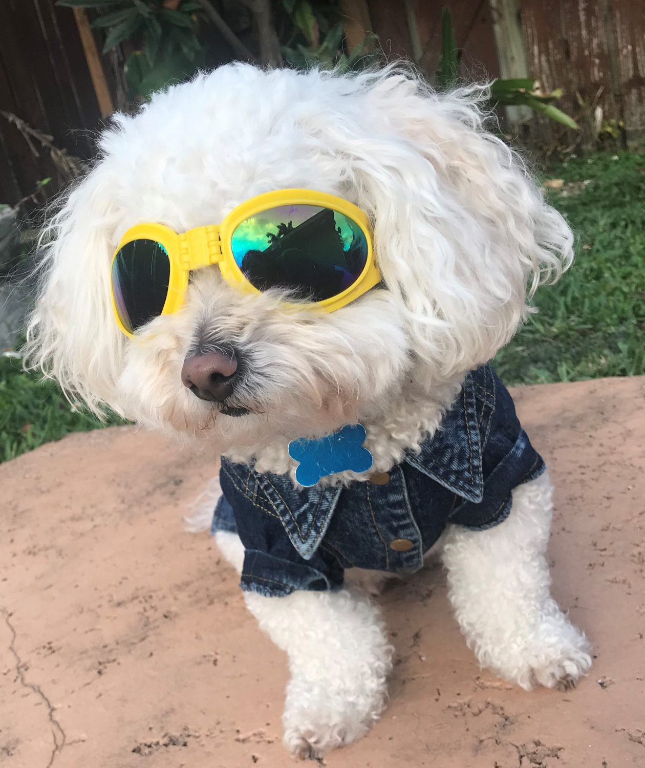 Classic Lightweight Denim Jacket for Small and Some Medium Size Dogs ...